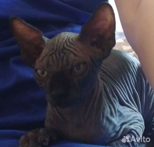 Канадский сфинкс котенок