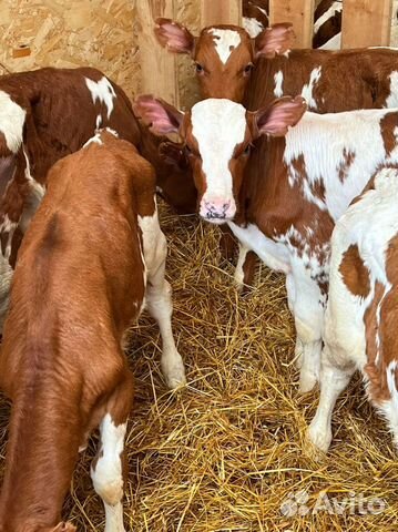 Телята бычки тёлки доставка бесплатная