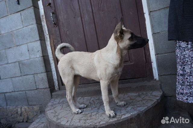 Щенок девочка 4 месяца