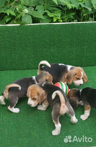 Щенки бигль