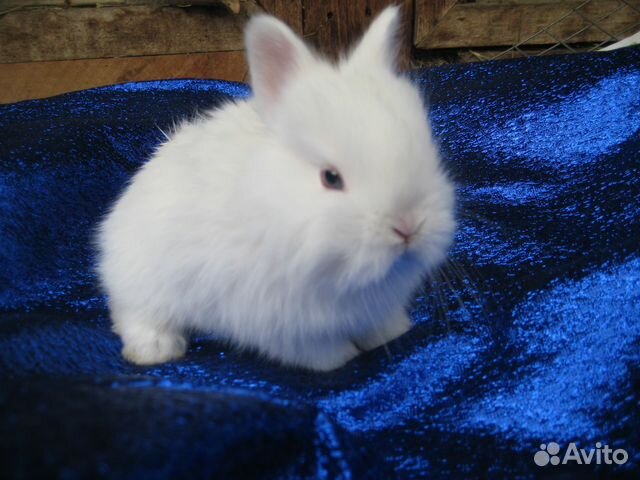 Супер -мини карлики