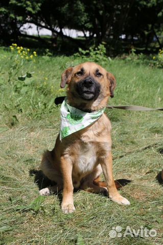 Собака в добрые руки, Рио