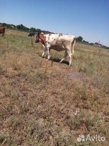 Айширская телка