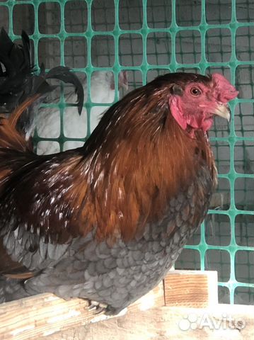 Петух амераукана