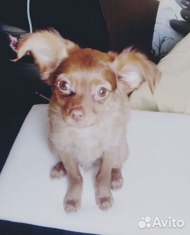 Подросток той-терьер