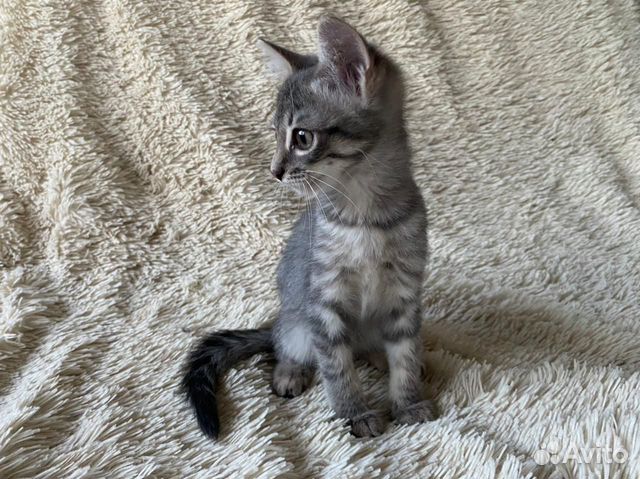 Серая девчонка