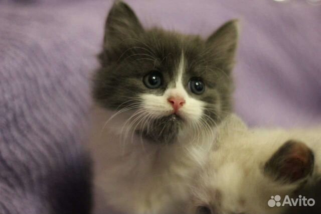 Котенок в дар бесплатно