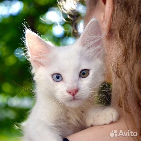 Котёнок Сапфир