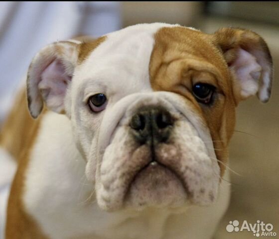 Английский бульдог
