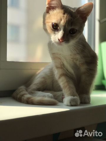 Котенок Персик в добрые руки