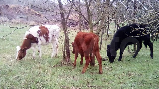 Телки годовалые