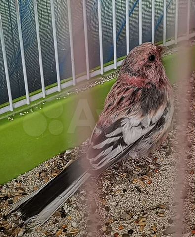 Уссурийский Урагус длиннохвостый (Uragus sibiricus