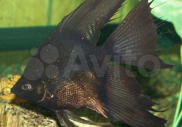 Продам черную скалярию