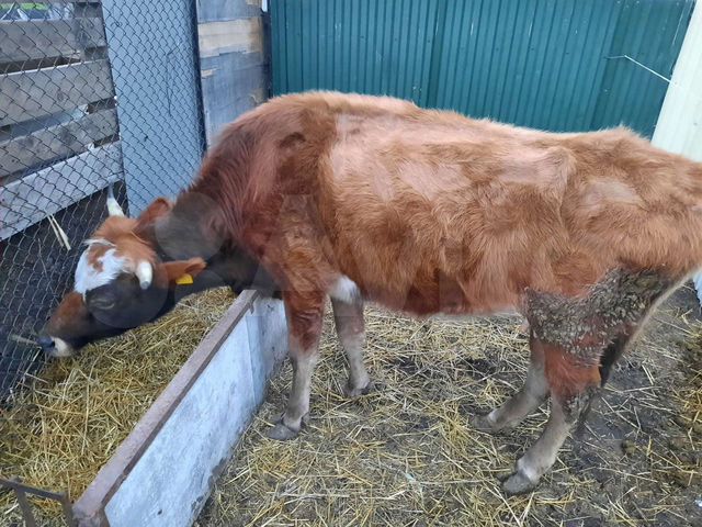 Корова-телята