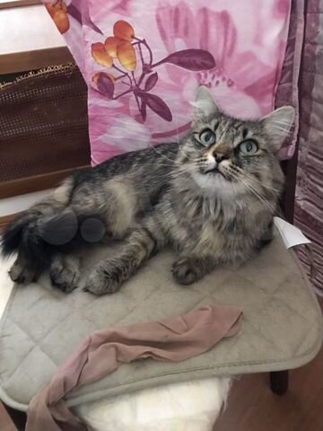 Кошка молодая бесплатно