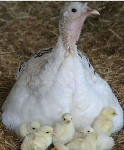 Индюшка с индюшатами