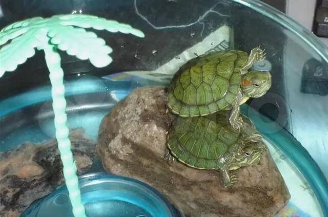 Красноухая черепаха с аквариумом