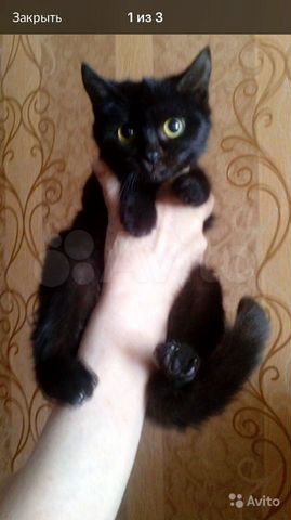 Котята и кошечки