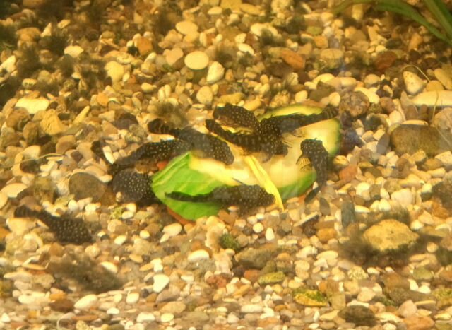 Аквариумные рыбки