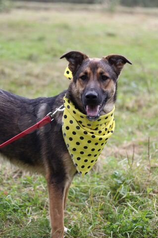 Собака Дина ищет дом