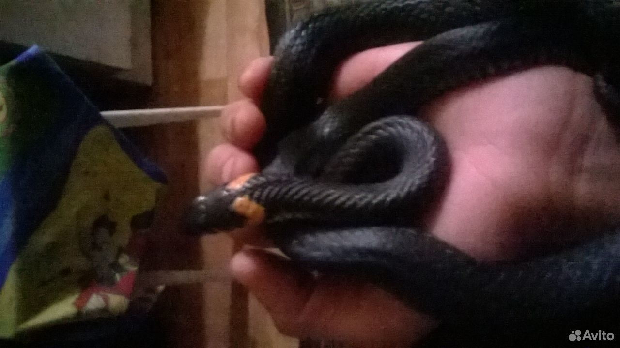Продам змею