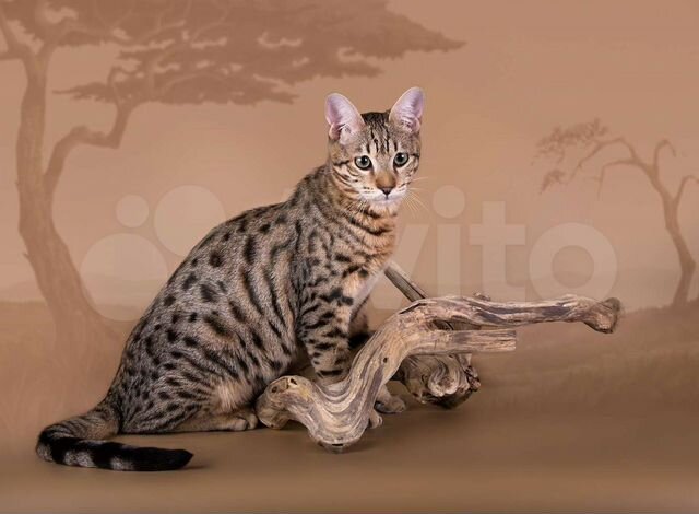 Саванна кошка