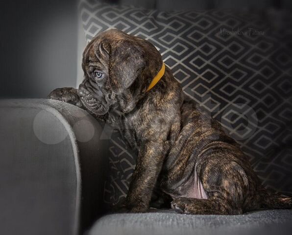 Питомник итальянских кане корсо *Yulias Dogs*