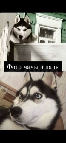 Домашние животные собаки