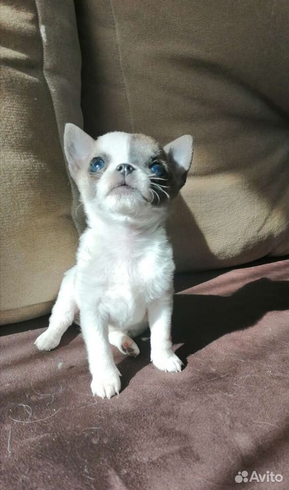 Чишка малышка