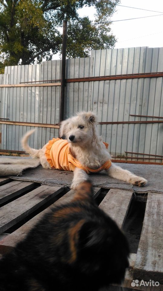 Шерстяная доченька