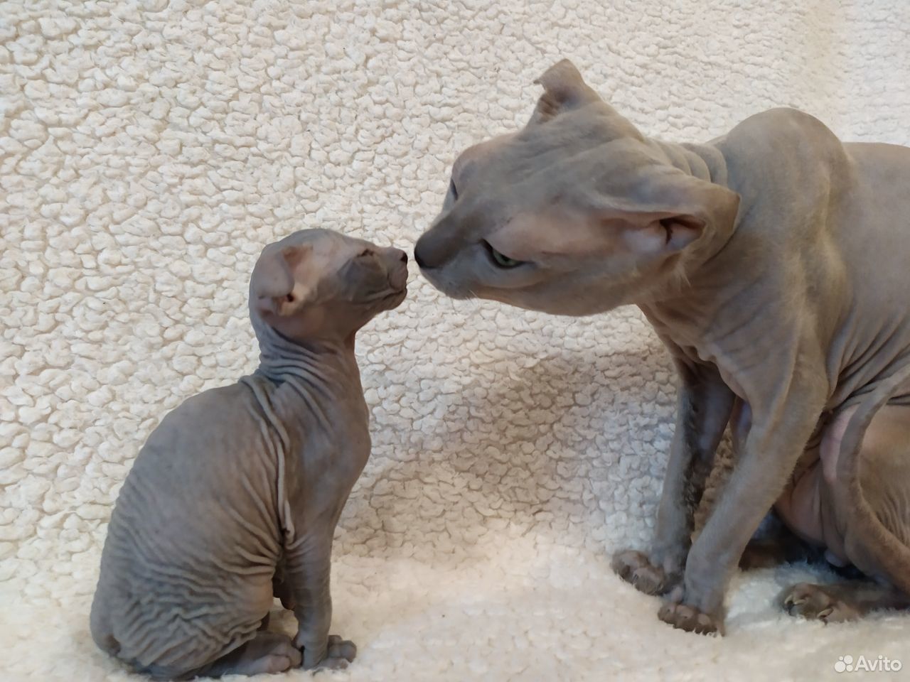 Донской сфинкс. Котик (украинский левкой)