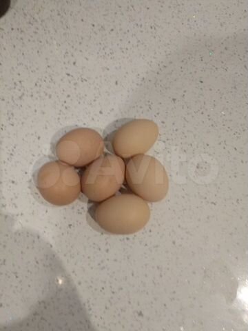 Инкубационное яйцо, цыплята кур породы Кучинская