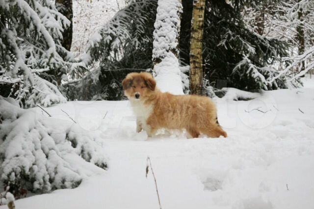 Щенок Колли