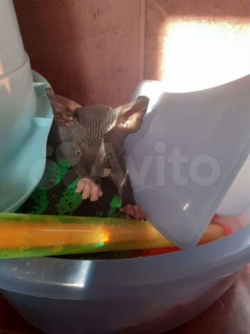 Котенок донского сфинкса