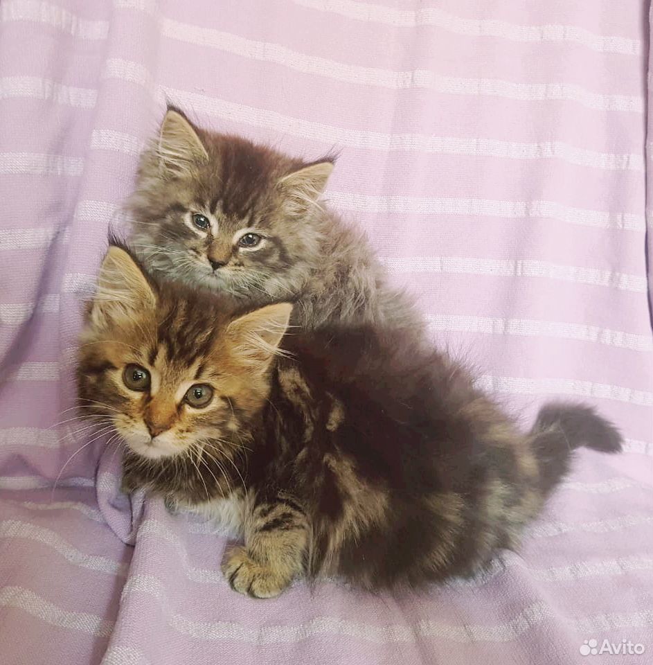 Котята сибирские