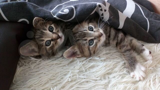 Котята в добрые руки