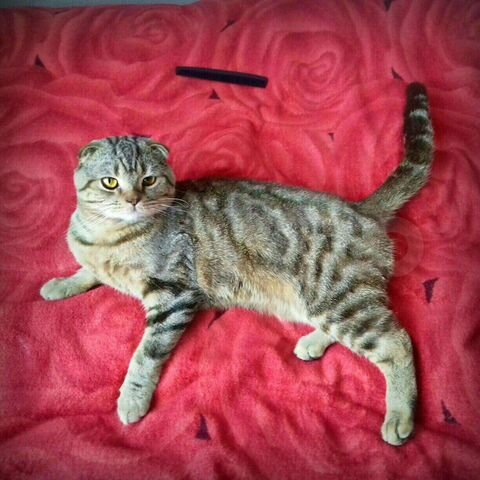 Шотландский кот вязка