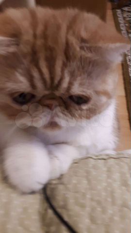 Экзотическая короткошерстная (Вязка)