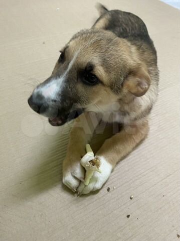 Митис корги