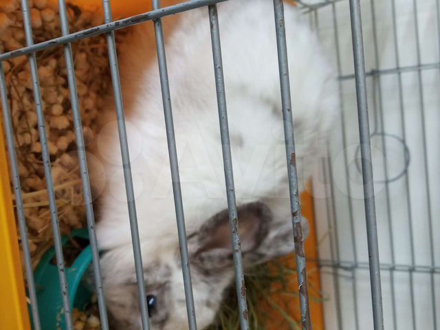 Декоративный кролик