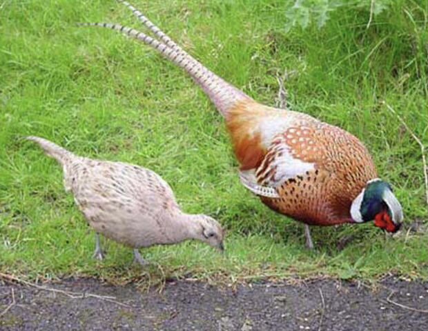 Продается молодая семья фазанов. Самец и три самки