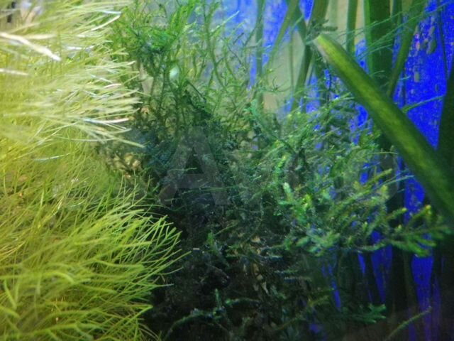 Растения в аквариум