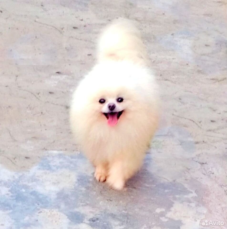 Парни для вязок РКФ