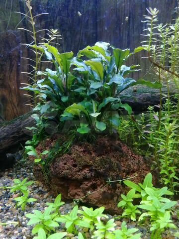 Аквариумные Растения