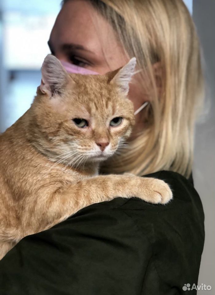 Рыжий котик Шерлок в добрые руки