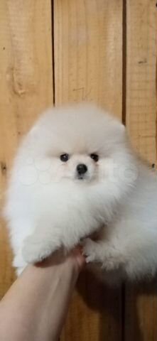 Шикарный парень