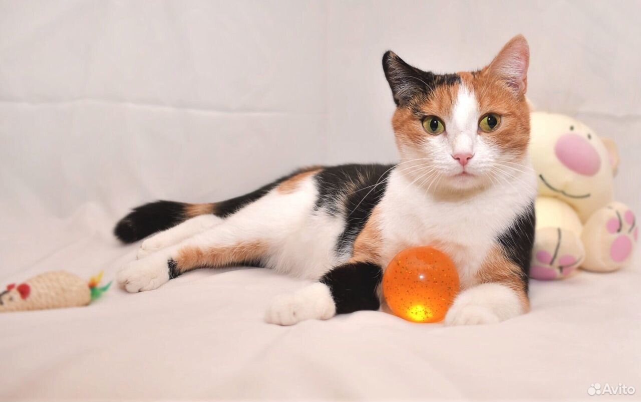 Кошка Фанта ищет хозяина. Отдадим в хорошие руки