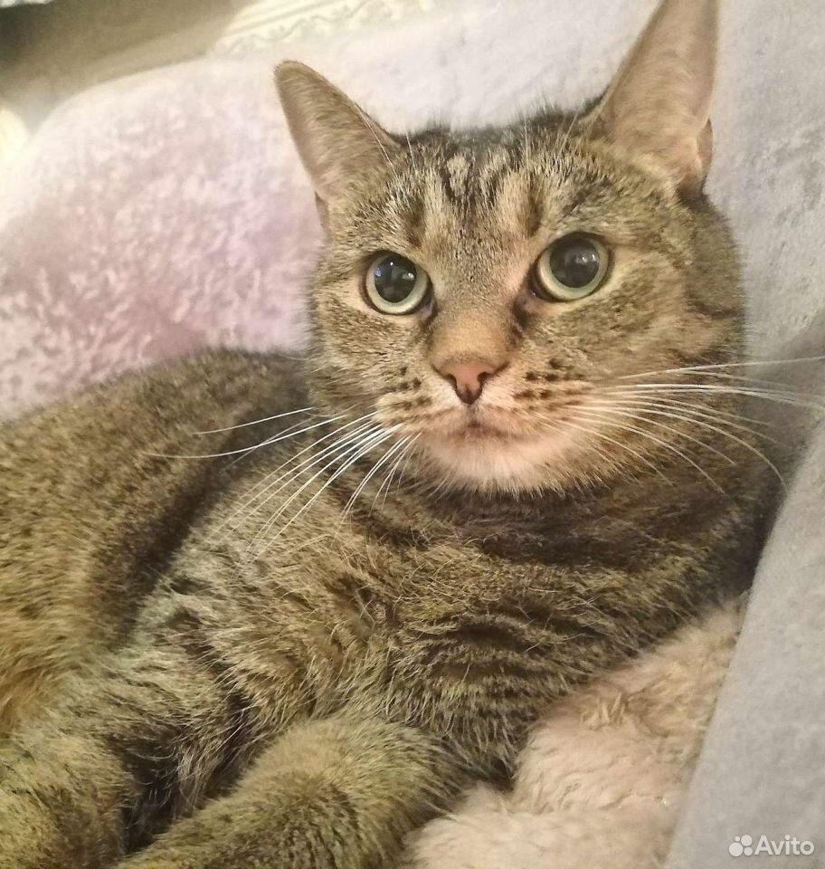 Ищем человека с добрым сердцем