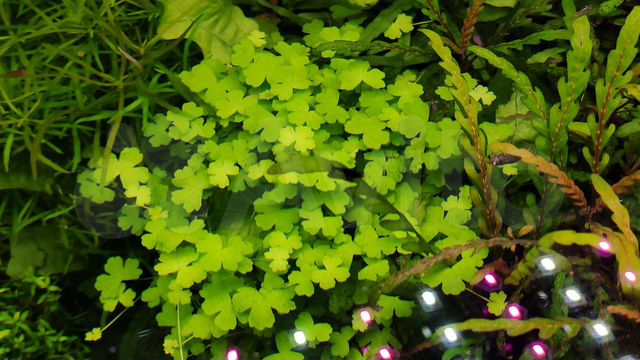 Гидрокотила трипартита