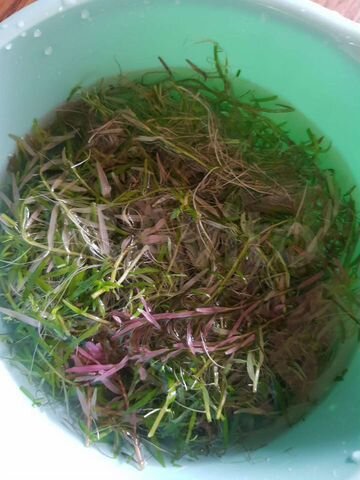 Отдам прополку ротала хра и грин